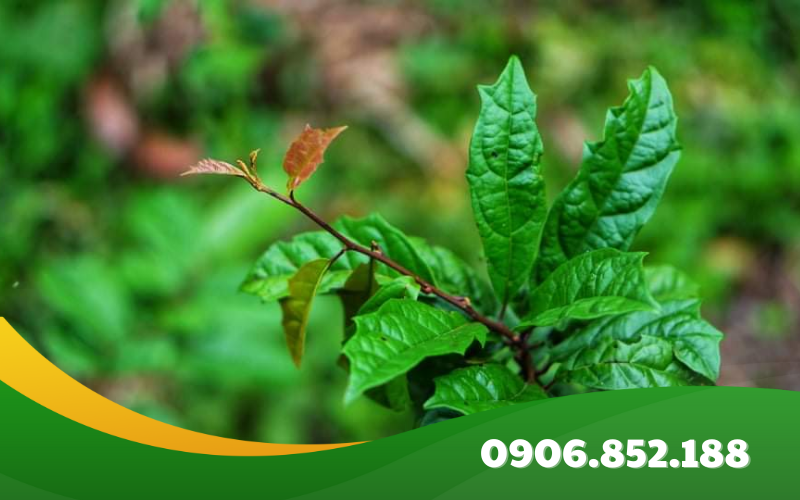 Phụ nữ có thai có nên dùng Cây Xạ Đen?